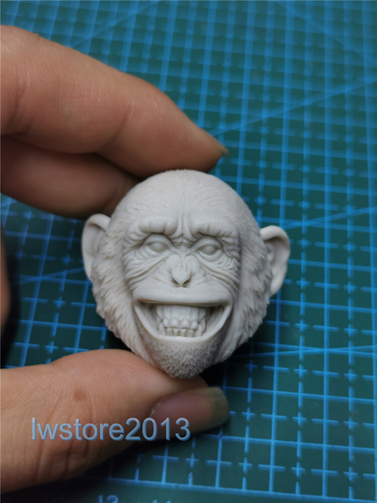 Chimpanzee Head Size