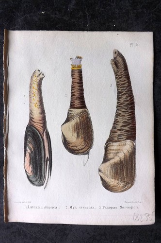 Sowerby 1854 HC Shell Print. Lutraria, Mya, Panopaea 05 | eBay