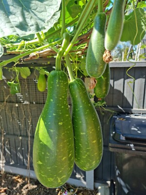 20 Bangladeshi Lau Khodu Pani Kosu Bangla Lau Fani Kodu Seeds Bottle ...