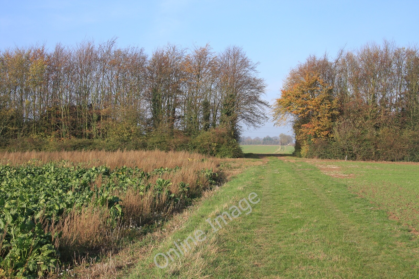 Photo 6x4 Footpath to Swaffham Prior Park End/TL5561 Going through a ...