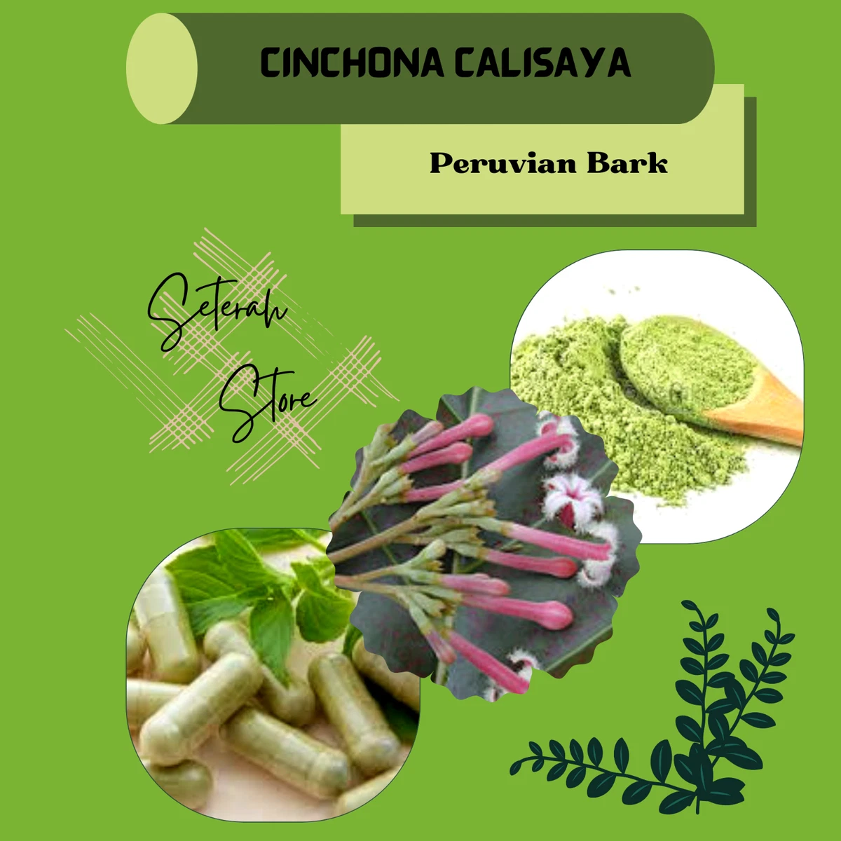 Cinchona Calisaya