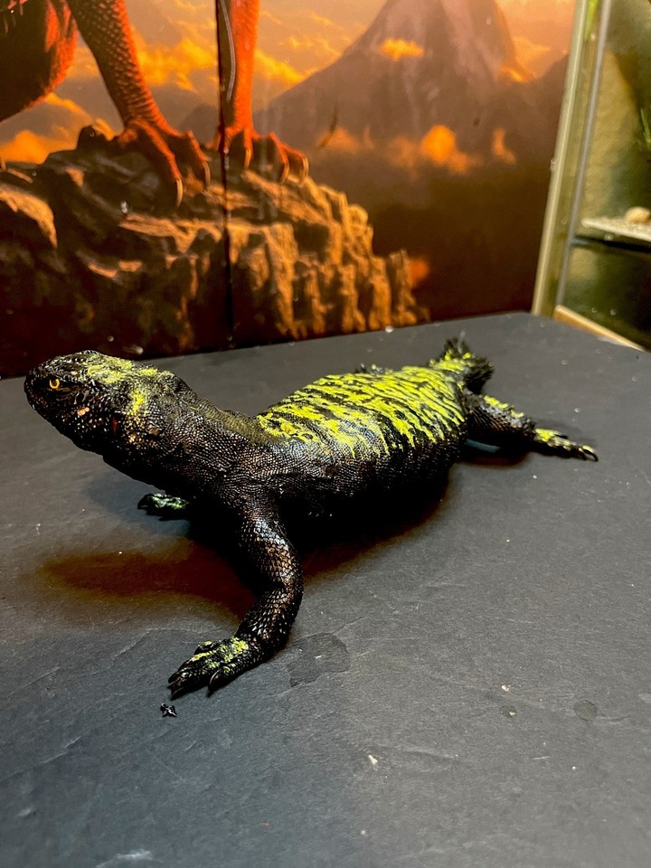 Taxidermy Mount Mali Uromastyx Lizard Related Reptile Snake Tortoise ...