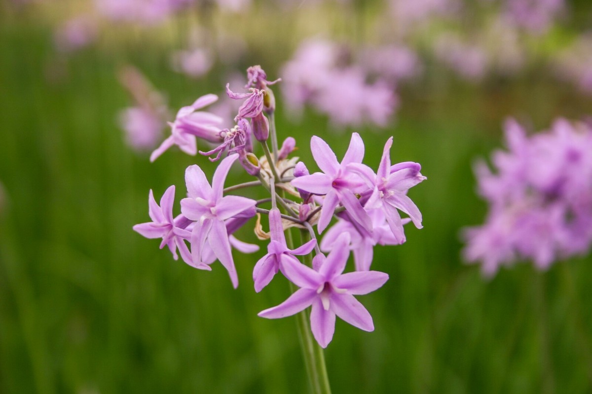 Garlic Plant Flower