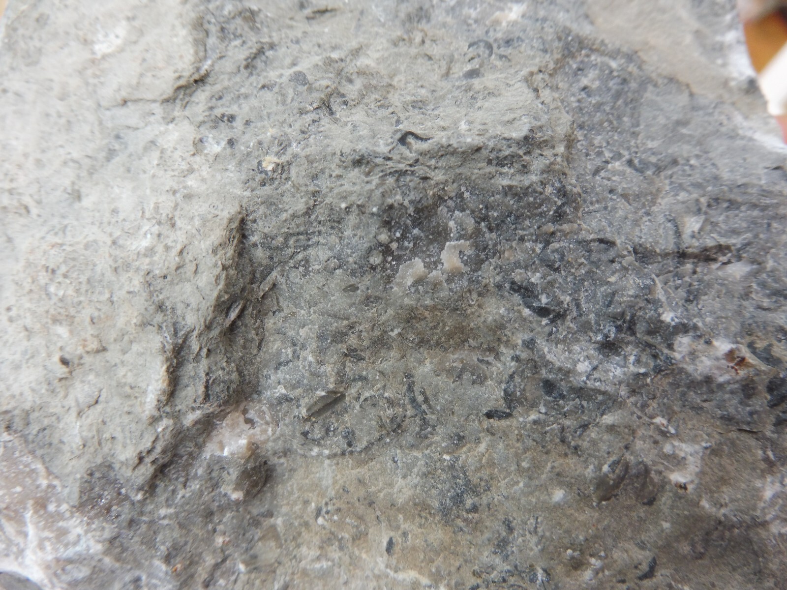 Fossil Seafloor (Coral etc...) Wren's Nest (Wenlock Limestone), UK ...