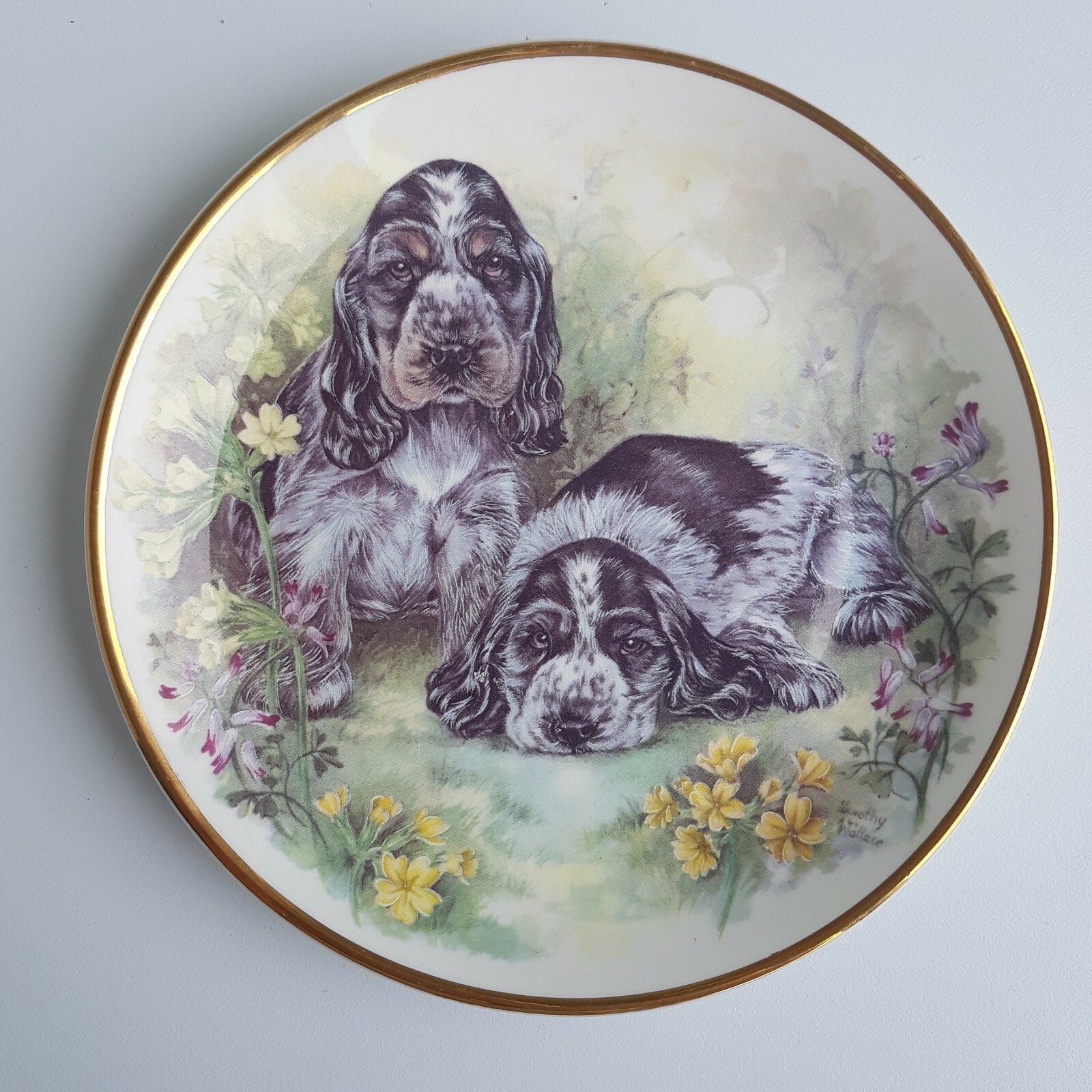 AJL Giftware English Bone China Plate Cocker Spaniel Dog Puppies 20cm ...
