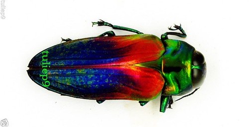 Beetle - BUPRESTIDAE - Jewel Beetle - Belionota tricolor - Seram ...