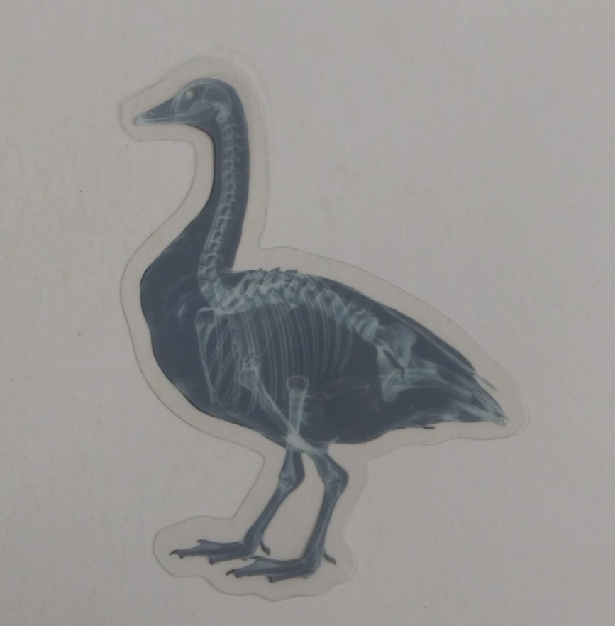 Goose X-Ray Transparent Sticker 2.5" (F) | eBay