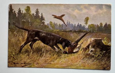 Vintage 1906 German Postcard Hunting Dog Scene Game Pheasant artist ...