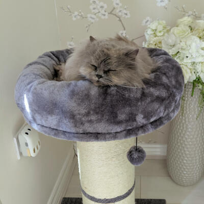 AllPetSolutions Cat Jumbo Scratching Post Large Kitten Climbing Tree ...