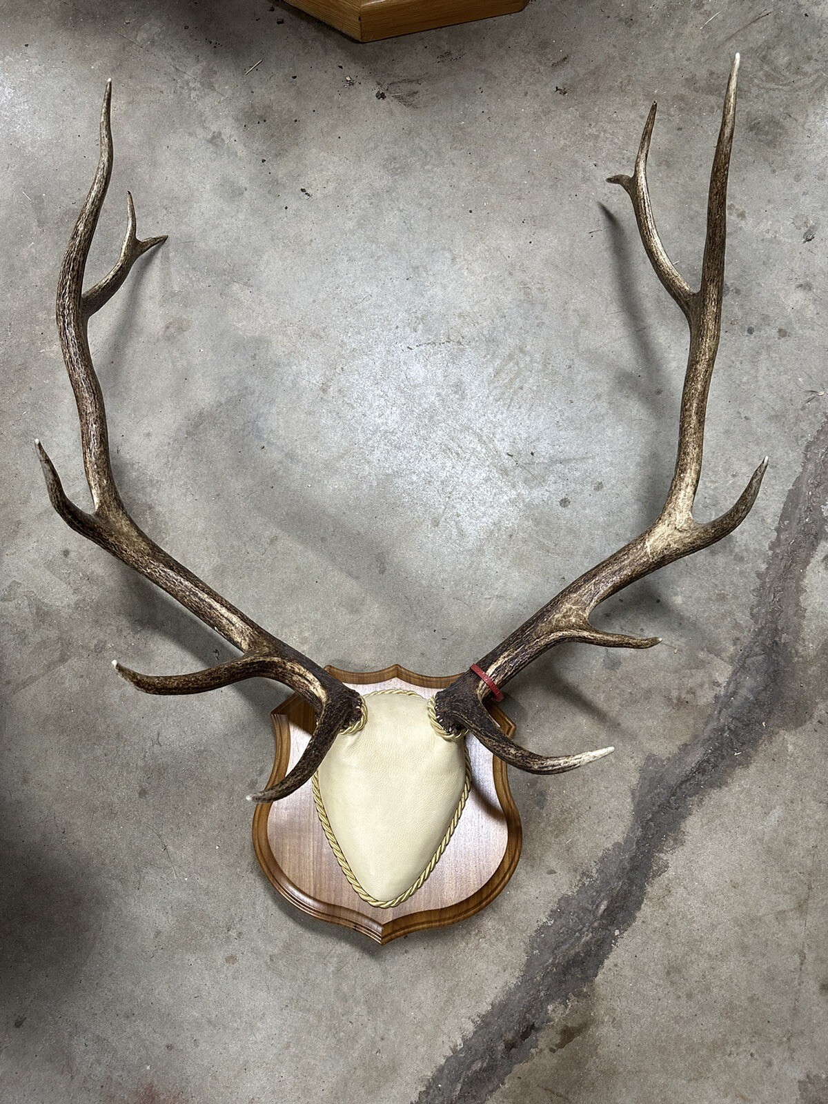 Elk Antler Mount | eBay