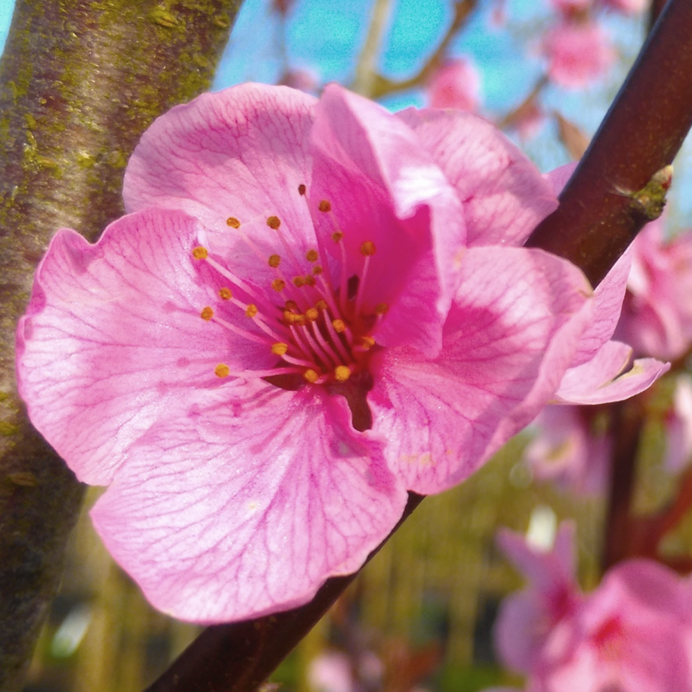 Prunus cerasifera 'Spring Glow' | Premium Ornamental Deciduous Tree | 4 ...