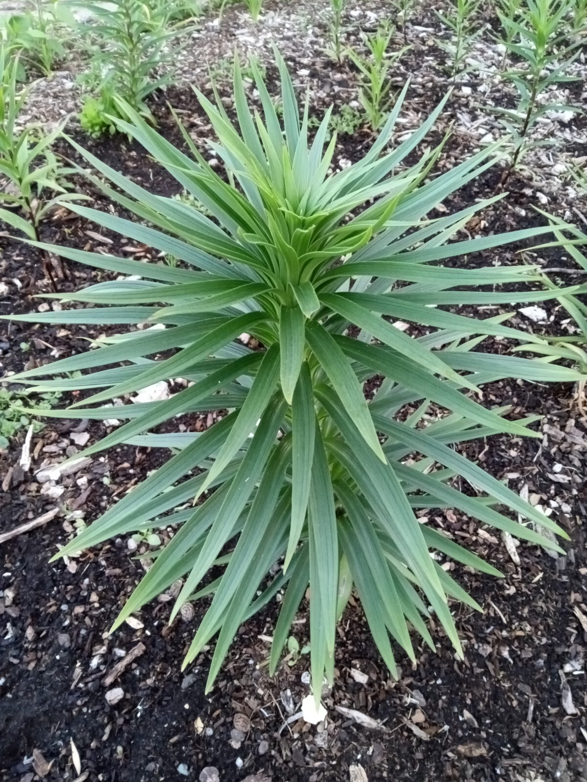 1 Organic Tiger Lily 有机百合 Lilium Lancifolium Edible Perennial Live ...