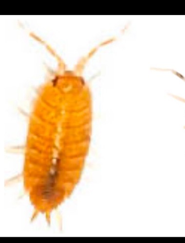 100+ powder orange isopod colony plus springtails | eBay