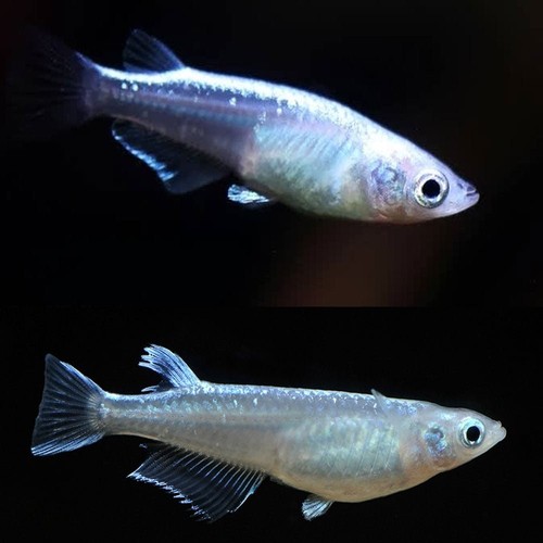 6 White Japanese Medaka Rice fish HomeBred USA BRED!! Hardy (Oryzias ...