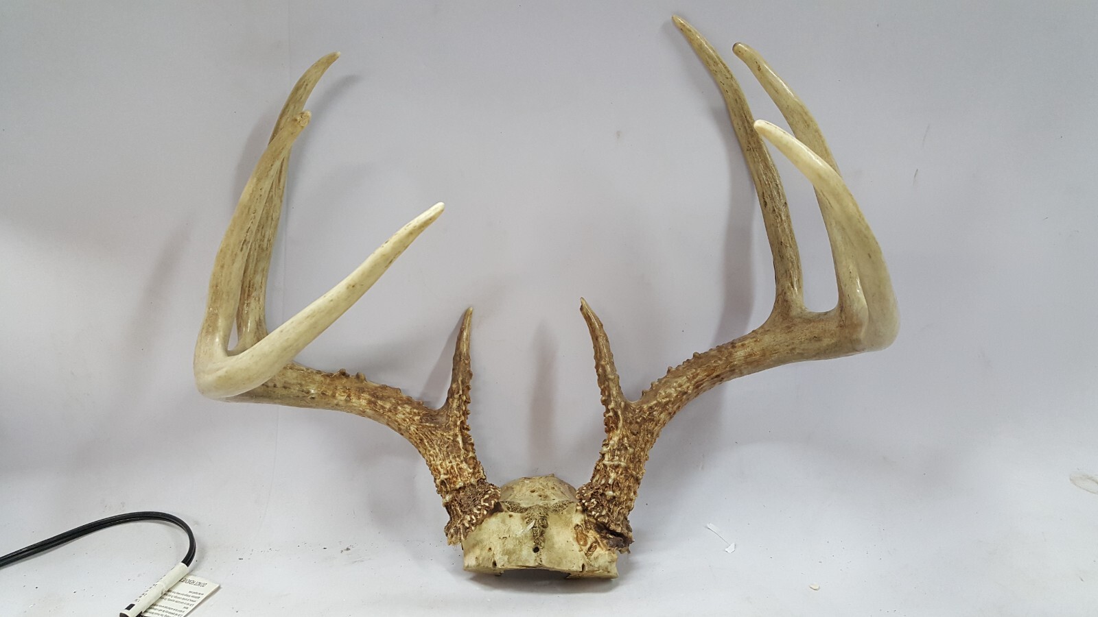 17-0" wide 4x4 WHITETAIL DEER RACK Antlers mule mount taxidermy elk ...