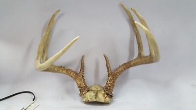 17-0" wide 4x4 WHITETAIL DEER RACK Antlers mule mount taxidermy elk ...