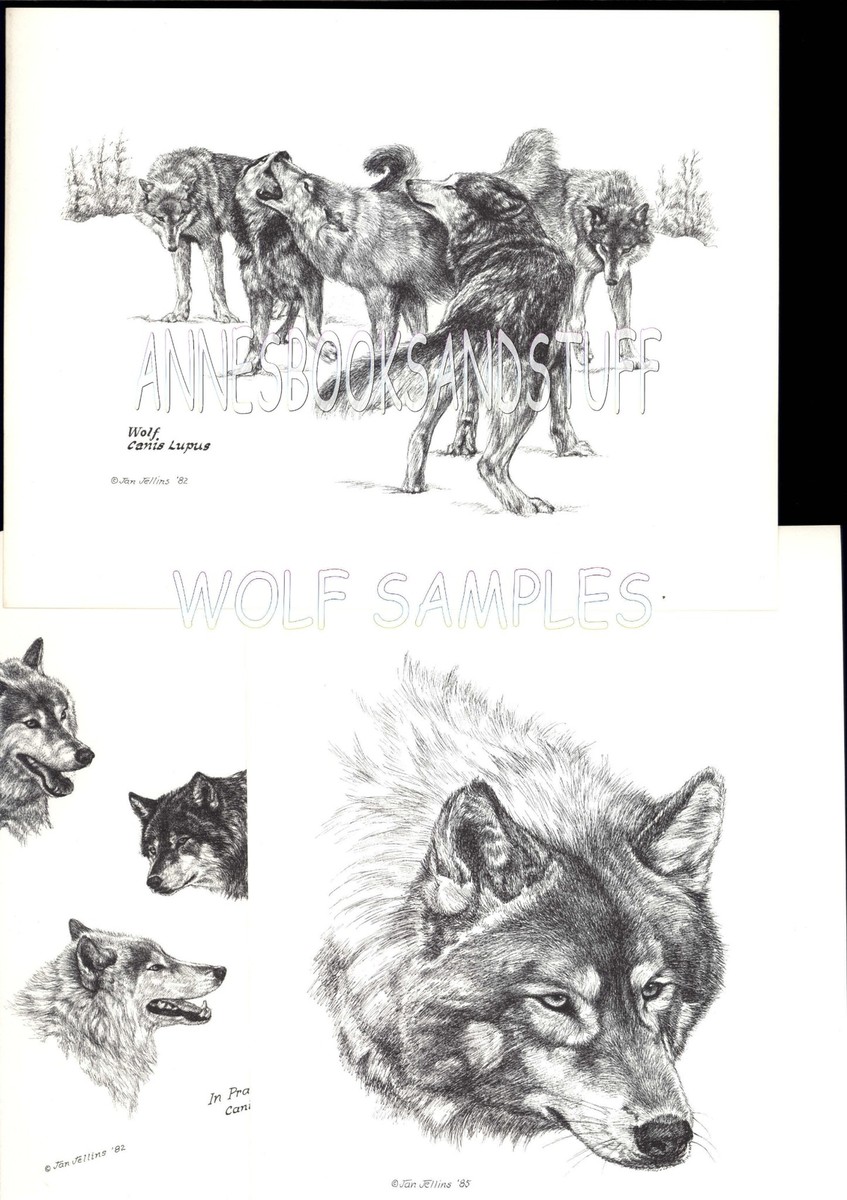 Wolf Pack Sketch Art Gray Wolf . #sketch #animalart #sketchbook