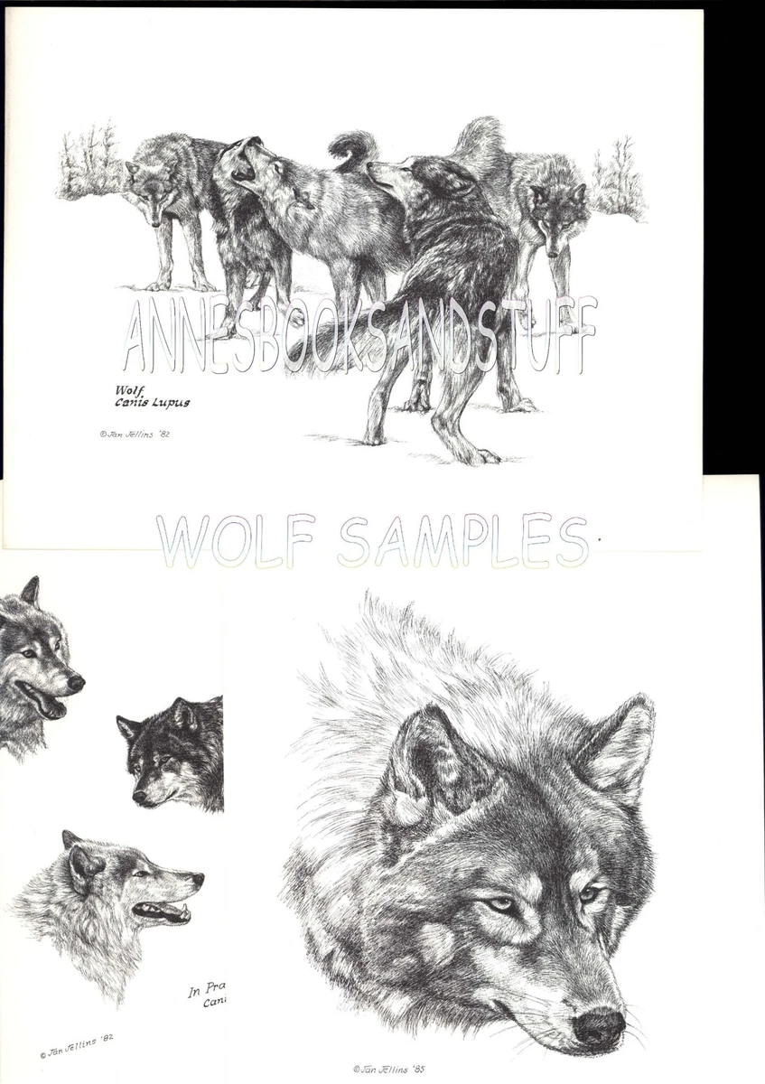 Wolf Pack Drawing