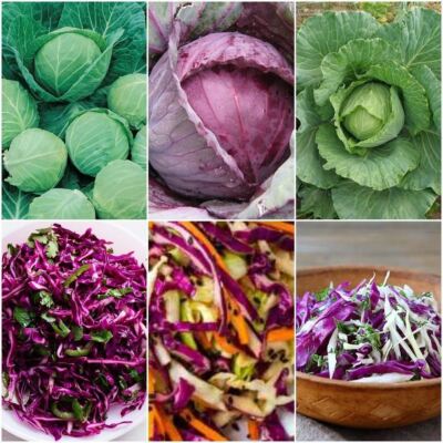 CABBAGE Seeds 300+ Assorted 3 Packs Autumn Winter Vegetable garden COOL ...