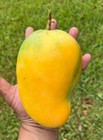 Buttercream Grafted Rare MANGO Tree 3Gal Pot Ready To Fruit Ship UPS ...
