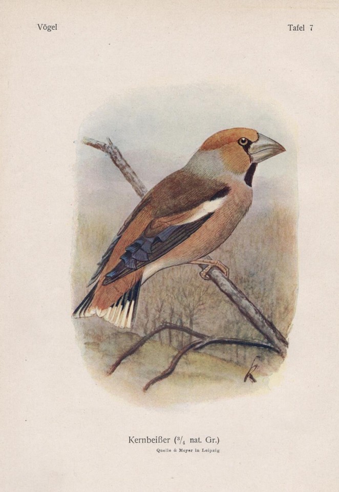 Bergfink Fringilla Montifringilla Frosone Comune Coccothraustes ...