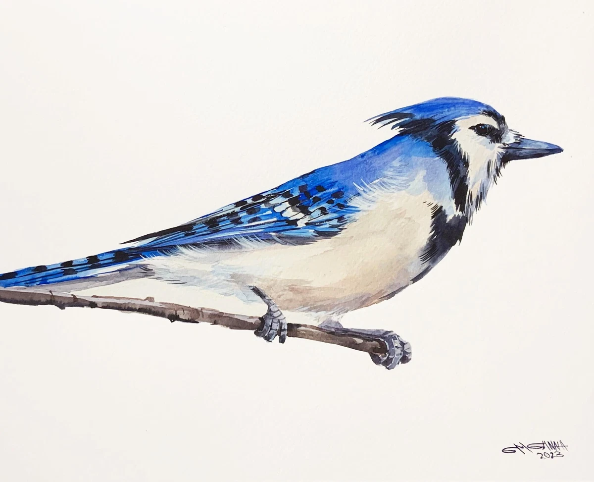 Blue Jay Drawing