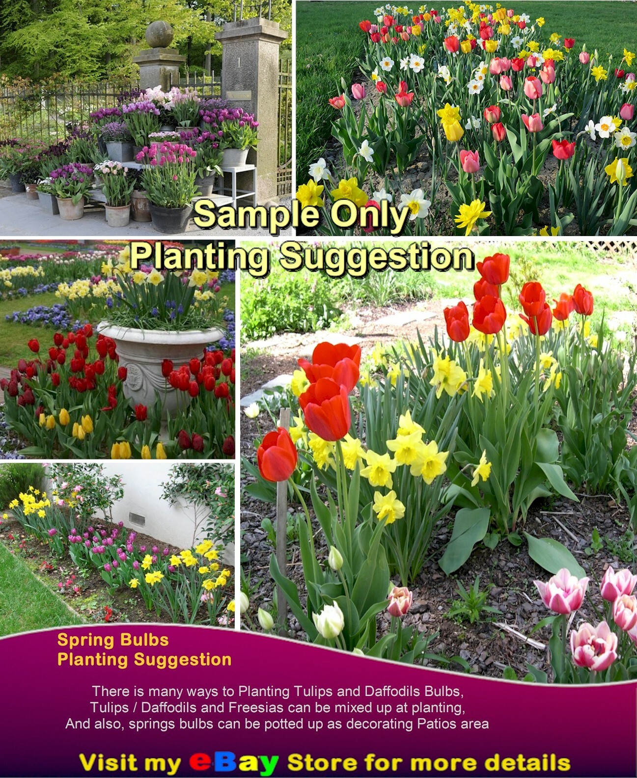 DAFFODIL BULBS (Narcissus) RED ROCKET - 10x BULBS | eBay Australia