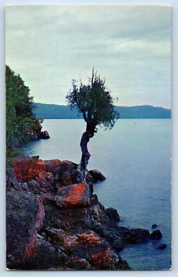 Grand Portage Minnesota MN Postcard The WItch Tree Scenic View c1960's ...