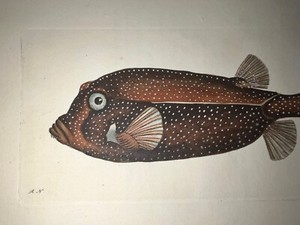 ursus80 | eBay Stores