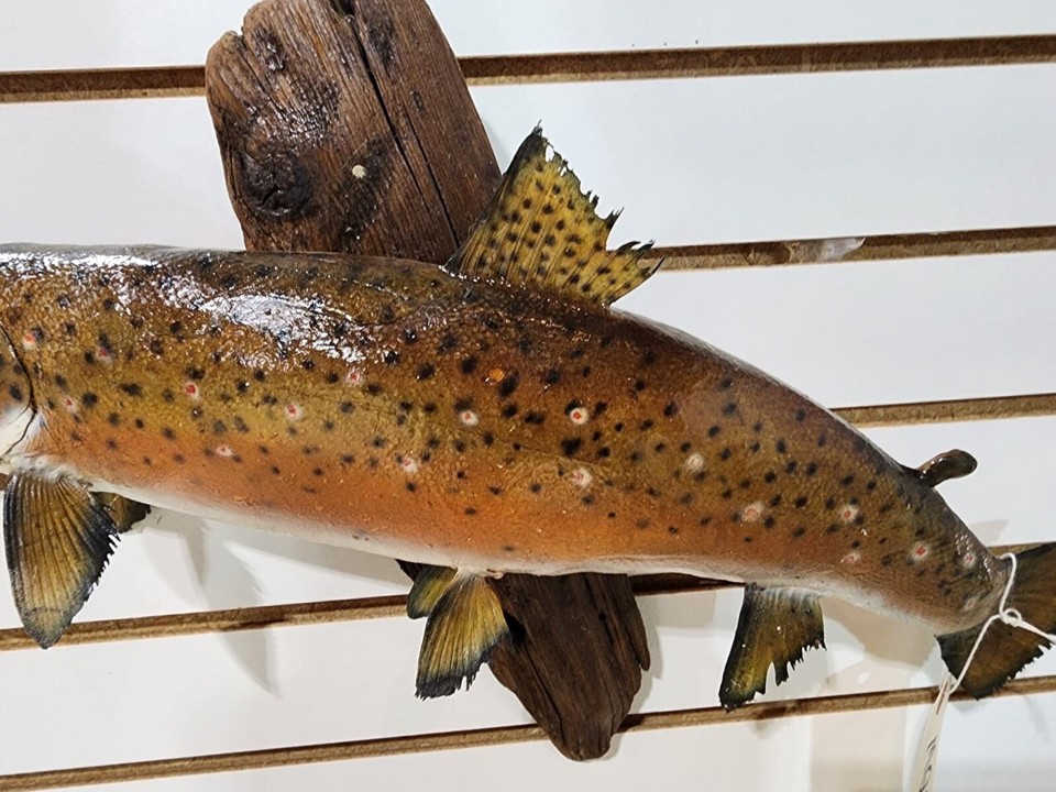 Beautiful Real Skin 20” Trout Taxidermy Wall Mount Art Wildlife | eBay