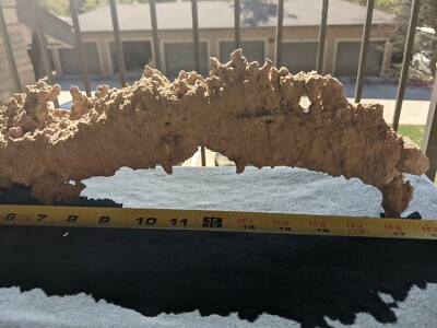 Exceptional Pleistocene Rhizolith/The Condor/XLarge Fossil Root Cast ...