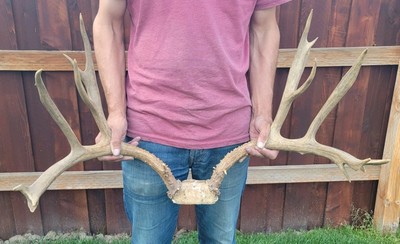 Big Unique Non-Typical MULE DEER RACK antlers whitetail sheds taxidermy ...