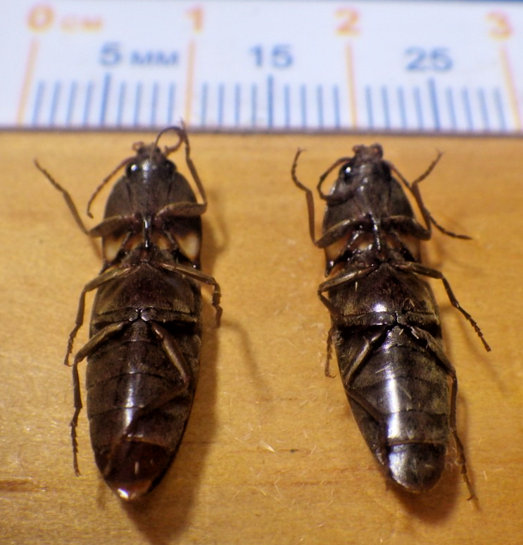 2X Glowing Click Beetles Deilelater physoderus Elateridae Coleoptera SE ...