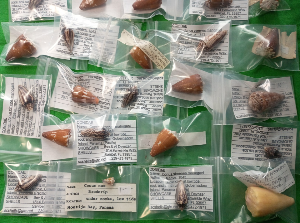 Small-Medium Cones with ID [27 lots] #M0290 Panamic area 13-46mm | eBay