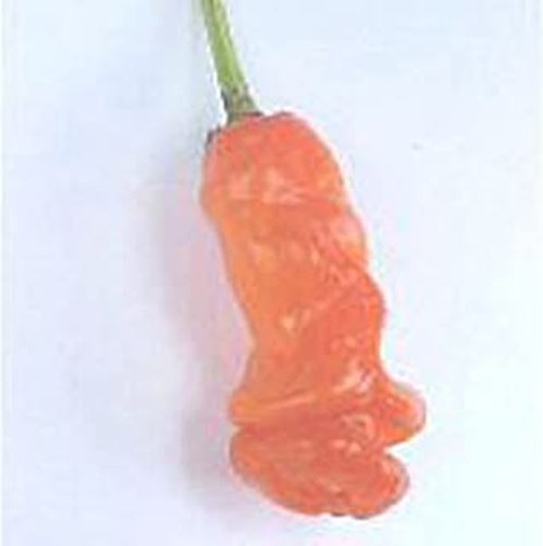 Peter Pepper Hot Peppers (Orange) Seeds (20+ Seeds) | Non GMO ...
