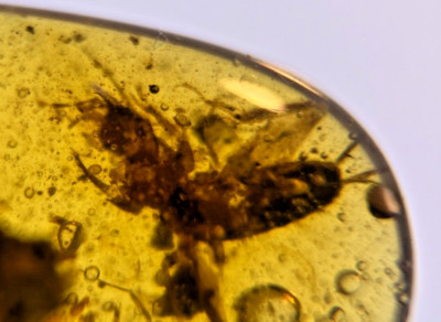 A101 BU1196 Tridactylidae pygmy mole cricket fly Burmese Amber Burmite ...