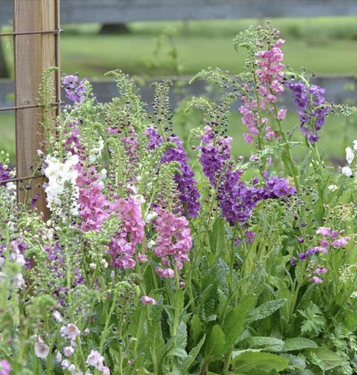VERBASCUM 200 SEEDS phoeniceum HYBRID PERENNIAL MIX MULLEIN | eBay UK