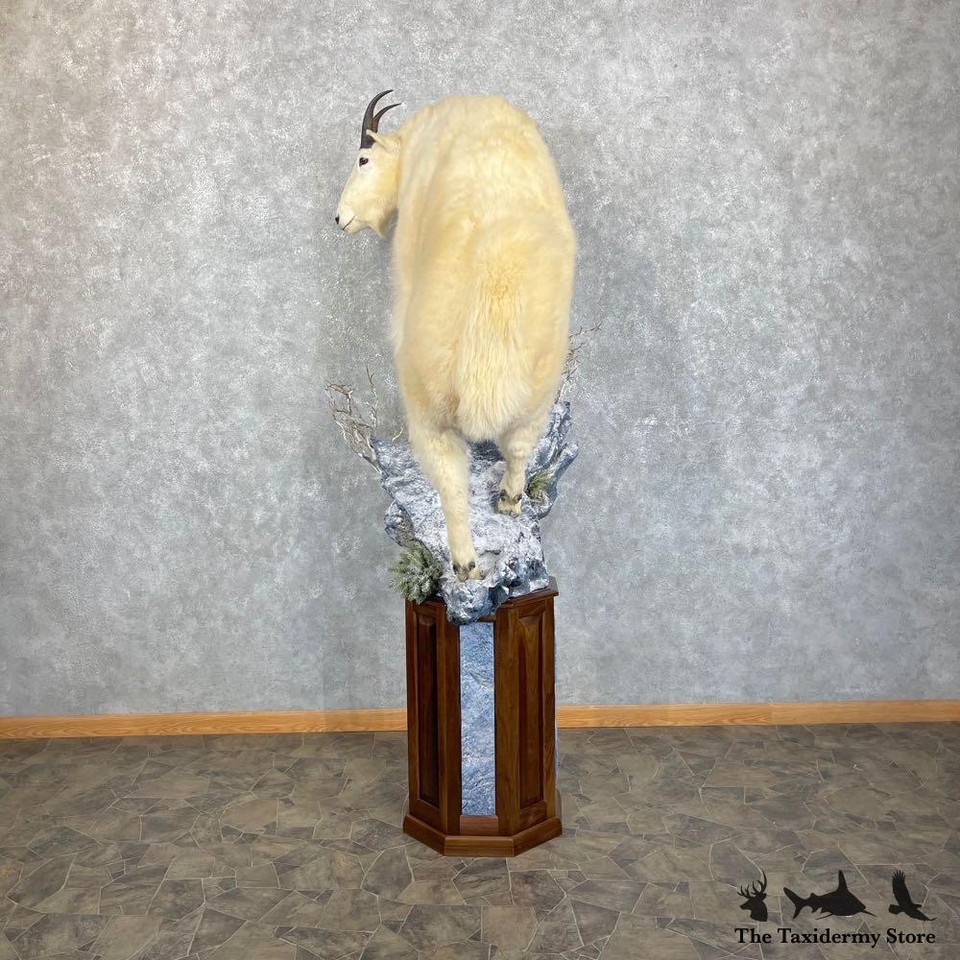 #24437 WC | Mountain Goat Life-Size Taxidermy Mount For Sale | eBay