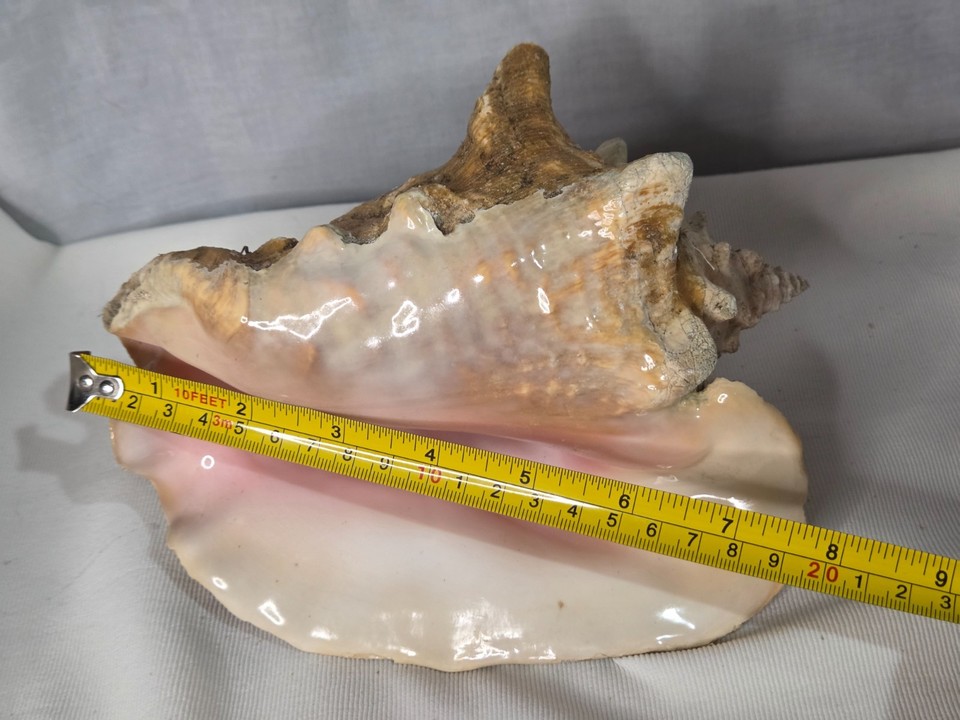Vintage Large Pink Horned Queen Conch Shell Beach Seashell Nautical 8 ...