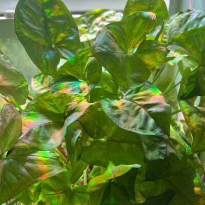 Syngonium Podophyllum - Pink Allusion Cutting/Propagation | eBay