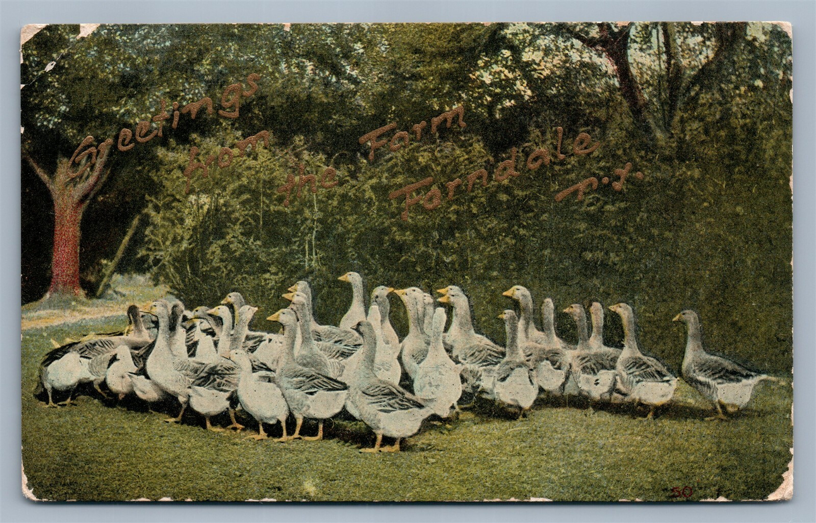 FERNDALE NJ DUCKS FARM GREETINGS ANTIQUE POSTCARD | eBay