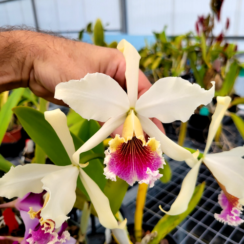 Cattleya rex really nice nice seedlings magnificent orchid species! | eBay