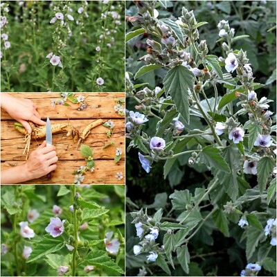 MARSHMALLOW 50 Seeds althaea officinalis TRADITIONAL MEDICINAL herbal ...