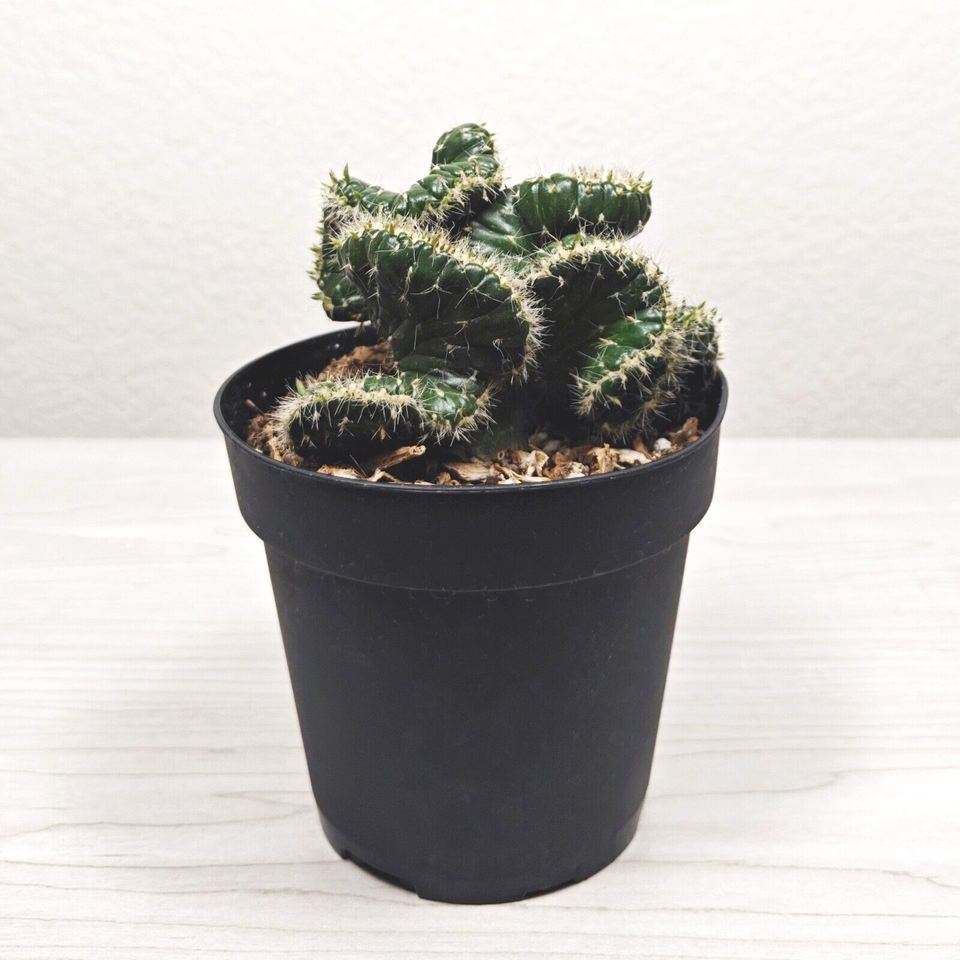 Cactus Plant - Crested Eve's Needle Cactus - In 4" Pot | eBay