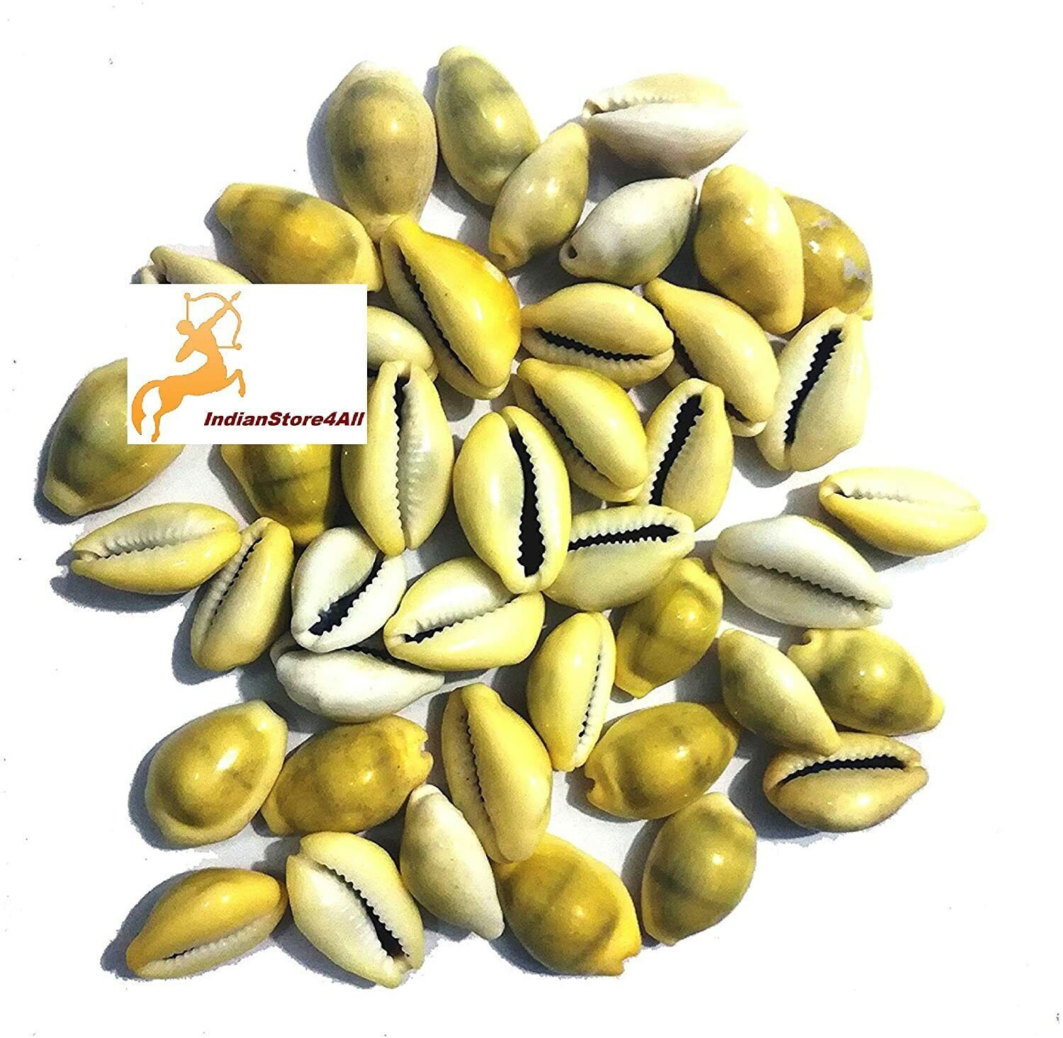 Set Of 21 Natural Yellow Cowrie Sea Shells Laxmi (Lakshmi) Kaudi Conch ...