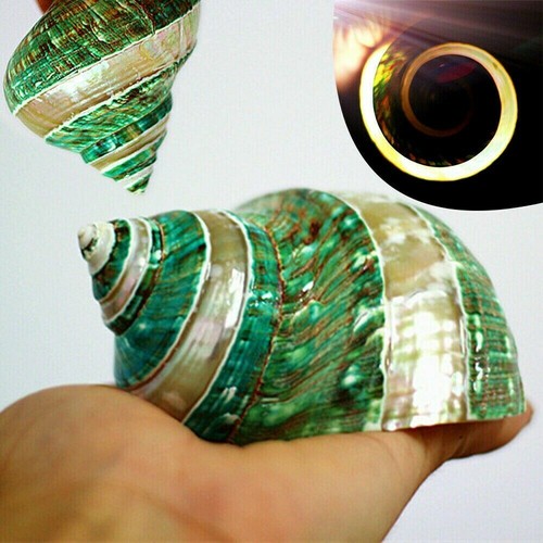 Natural Green Turban Shell Conch Coral Sea Snail Home Fish Tank Decor ...