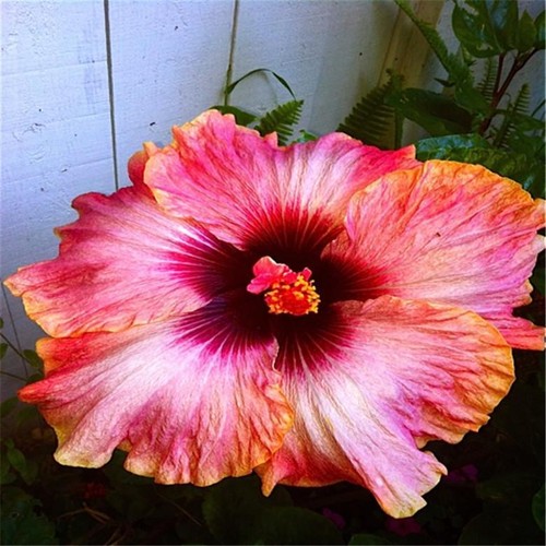 20 EXOTIC RARE HIBISCUS SEEDS for garden flower beds plant bush USA ...