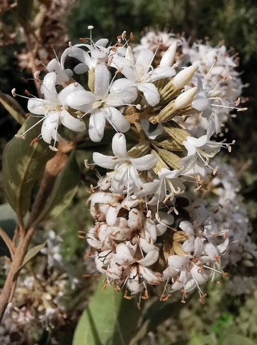 RARE 4 graines de BOIS DE CHYPRE Cordia alliodora BOCOTE N85 SPANISH ...