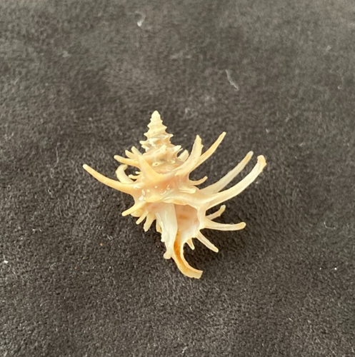 Coralliophilidae Babelomurex Spinosus 22.8mm Bohol Philippines - Great Sculpture | eBay