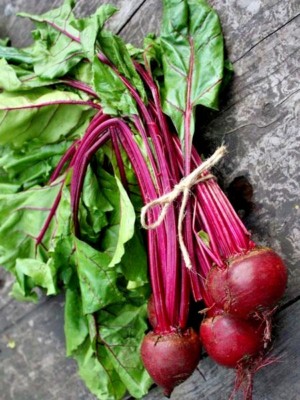 BEETROOT 'Detroit' 50 seeds dark red root vegetable garden EASY TO GROW ...